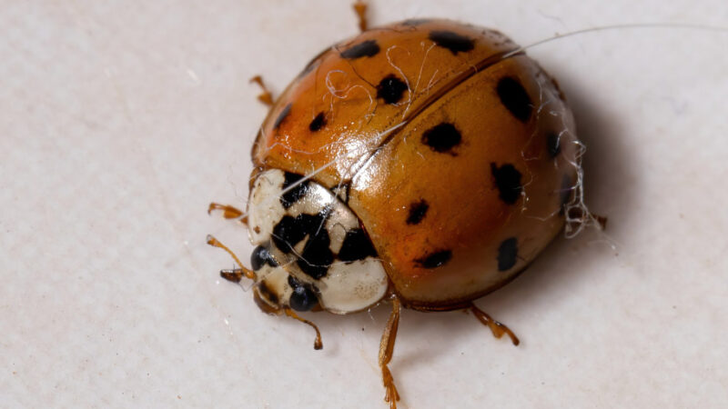 Ladybugs and Stink Bugs: Winter Guests - Bobcat Wildlife & Pest ...