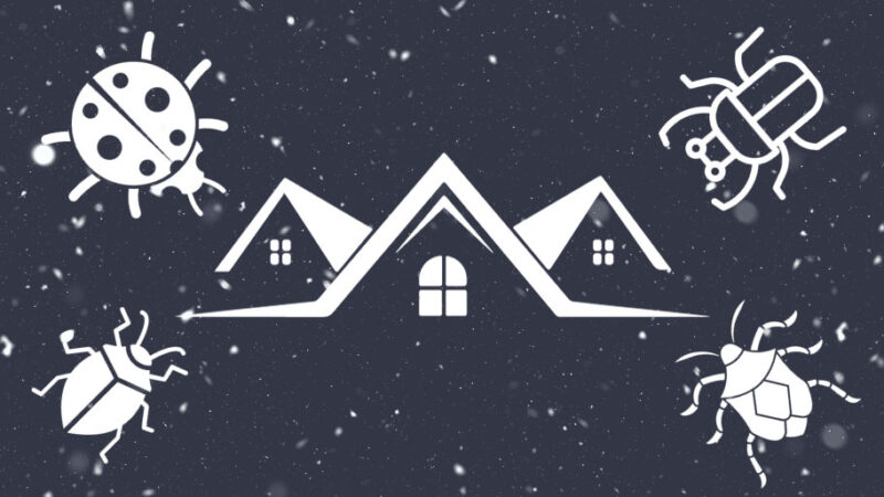 Ladybugs and Stink Bugs: Winter Guests - Bobcat Wildlife & Pest ...